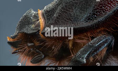 Female European rhinoceros beetle - Extreme macro - stack photography ...