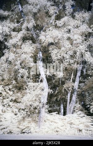 Beautiful false colour infrared forest landscape image Stock Photo - Alamy