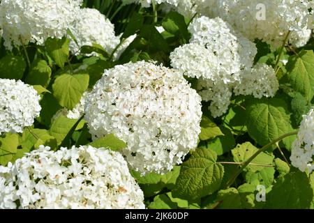 Hydrangea aborescens Annabelle, Stackpole Court walled garden ...