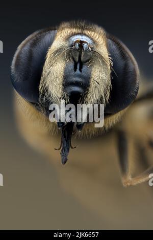 Macro Focus Stacking shot of Hoverfly Stock Photo - Alamy