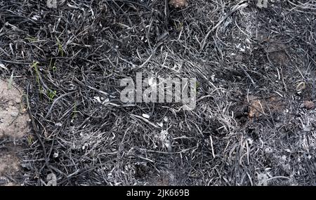 Burned-out grass. A site of fire after burning the grass in spring ...