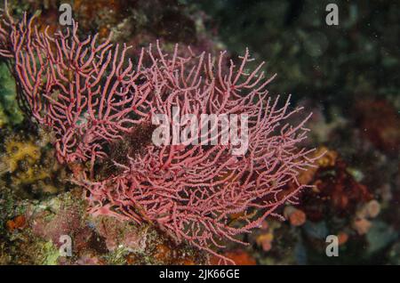Sea fan, Melithaea sp., Melithaeidae, Anilao, Batangas, Philippines ...