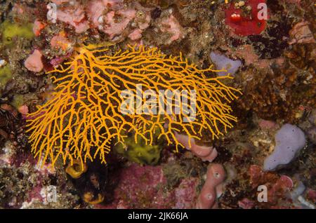 Sea Fan, Acabaria sp., Melithaeidae, Anilao, Batangas, Philippines ...