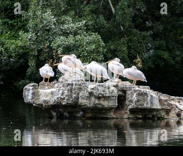 Six pelicans perches on a rock in a lake at St. James’s Park this ...