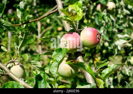 Apple Tree Carnival, Malus Karneval Stock Photo - Alamy