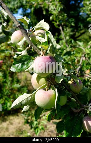 Apple Tree Carnival, Malus Karneval Stock Photo - Alamy