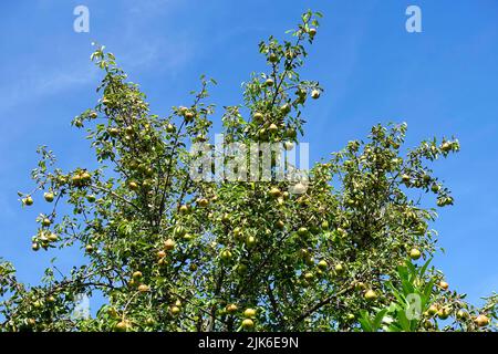 Apple Tree Carnival, Malus Karneval Stock Photo - Alamy