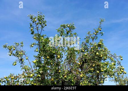 Apple Tree Carnival, Malus Karneval Stock Photo - Alamy