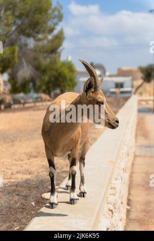 Goats graze near high buildings in city Stock Photo - Alamy