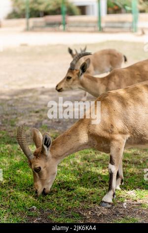 Goats graze near high buildings in city Stock Photo - Alamy