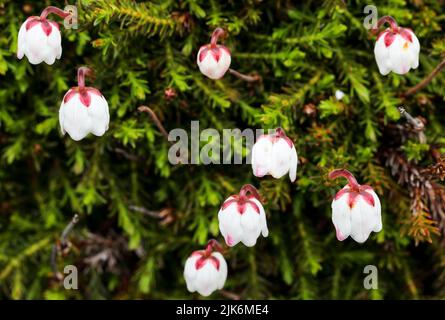 Flowering Arctic arctic bell-heather (Cassiope tetragona), Qeqertarsuaq ...