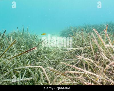 Seagrass at a sandy beach. Mediterranean holiday photo. Turquoise blue ...