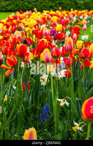 Tulip blossom in Alsace in France Stock Photo - Alamy