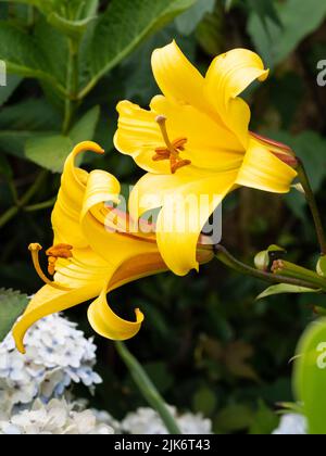 Lilium Golden Splendour,Lily Golden Splendour,trumpet lilies,golden ...