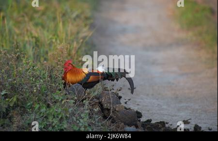 Red jungle fowl, Gallus gallus at Kaziranga National Park, Assam, India ...