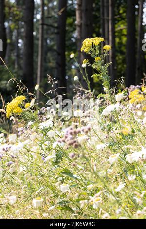 A garden with wildscaping, including wildflowers and tall grasses, to ...