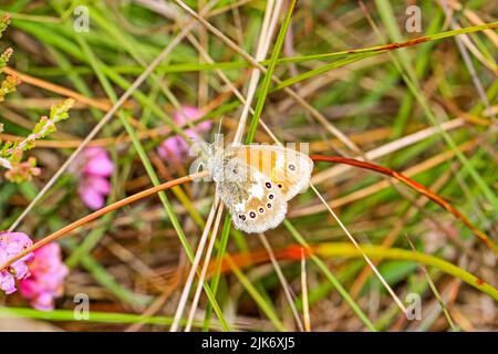 Large Heath butterfly Coenonympha tulila on Whixall moss English nature ...