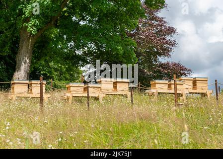 Row of bee hives surrounded by grasses and wildflowers at Thornbridge ...