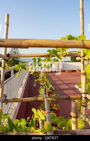 cucumber plant in the garden. Sunset Stock Photo - Alamy