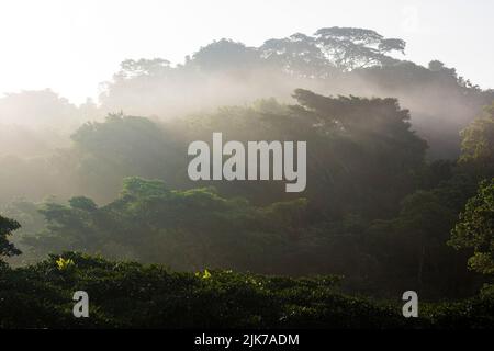 Panama landscape with misty and damp rainforest after rainfall in ...