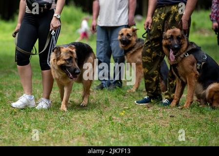 German Shepherd at group dog training. High quality photo Stock Photo ...