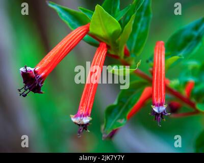 Cigar Plant - Cigar Flower - Firecracker Plant - Mexican Cigar ...