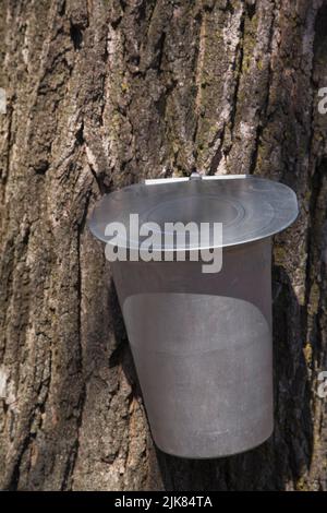 Metal sap bucket attached to a maple tree to catch sap drippings for ...