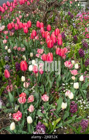Tulip gardens in the residential streets of Vancouver, British Columbia ...