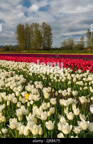 Fields of tulips and daffodils blooming at the Chilliwack Tulip ...