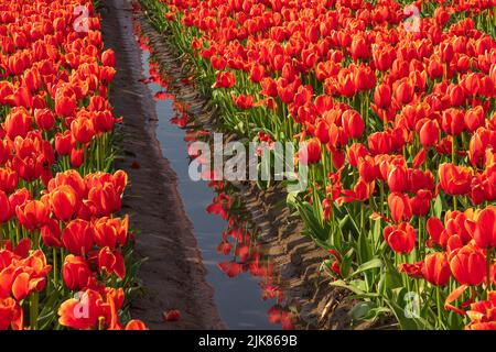 Fields of tulips and daffodils blooming at the Chilliwack Tulip ...