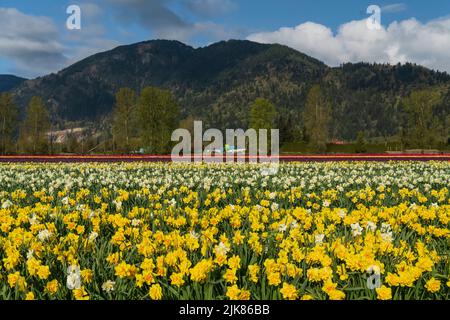 Fields of tulips and daffodils blooming at the Chilliwack Tulip ...