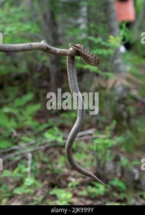 Siberian Pit-viper, Agkistrodon (Gloydius) halys, Mongolia, Gobi desert ...