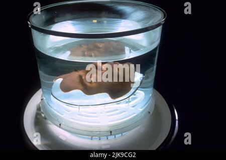 NICOLAS CAGE MASK, FACE/OFF, 1997 Stock Photo - Alamy