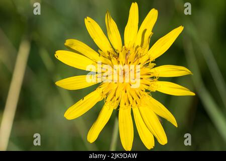 Tragopogon, goatsbeard yellow flower in meadow closeup selctive focus ...