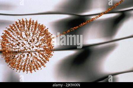 Special Effects Scene Film: Antz (1998) Director: Eric Darnell & Tim ...