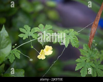 Bitter gourd flower and green leaves with water drops in garden Stock ...