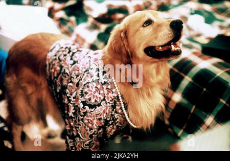 Buddy Film Air Bud: Golden Receiver (USA/CAN 1998) Characters: Buddy ...