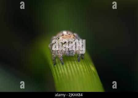 Coastal Peacock spider - Maratus speciosus, Western Australia Stock ...