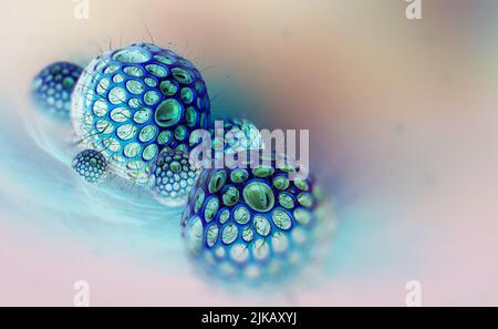 Allergens in body under microscope. Spores of pollen, fungi, germs ...