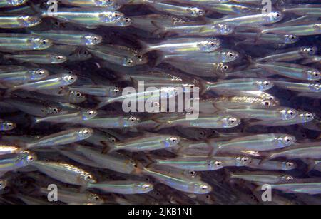 Sohal of hardyhead silverside (Atherinomorus lacunosus) in shallow ...