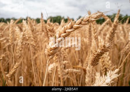 Bourton-on-the-Water, July 28th 2022: A wheatfield at Bourton-on-the ...