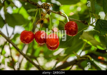 Red organically grown ripe cherry fruit in the tree canopy Stock Photo ...