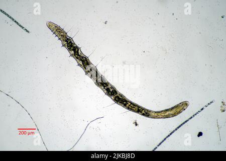 Microscopic oligochaet bristle worm photographed in a nutrient rich ...