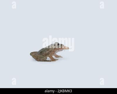 a frog eat super worm with white background Stock Photo - Alamy