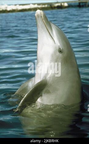 DOLPHIN, THE NEW ADVENTURES OF FLIPPER, 1995 Stock Photo - Alamy