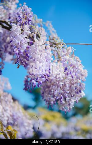 A vertical shot of gorgeous, blossom Chinese wisteria in spring Stock ...