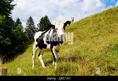 cow grazing by scenic lake Attlesee in the Bavarian Alps, Nesselwang ...