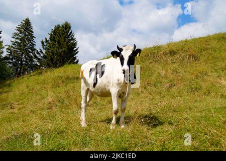 cow grazing by scenic lake Attlesee in the Bavarian Alps, Nesselwang ...