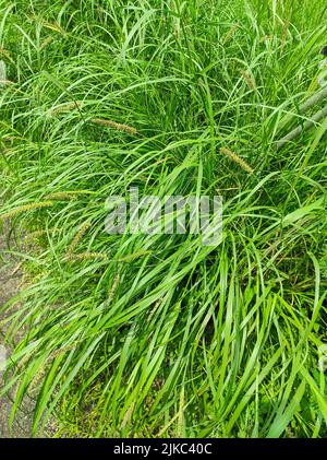 A Kush plant considered sacred in India Stock Photo - Alamy