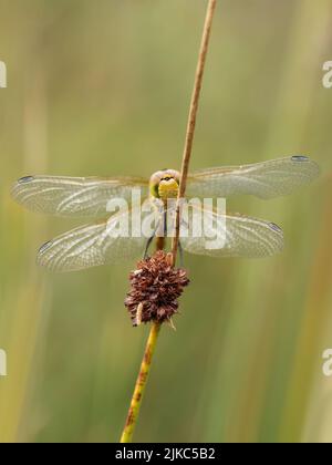 A vertical macro shot of Common Reed in dark wall background Stock ...